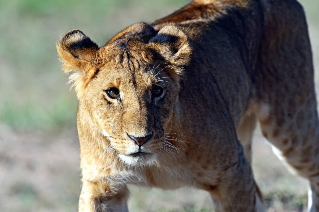 Simba - A Kenya Safari | Cana Creative Travel & Tours